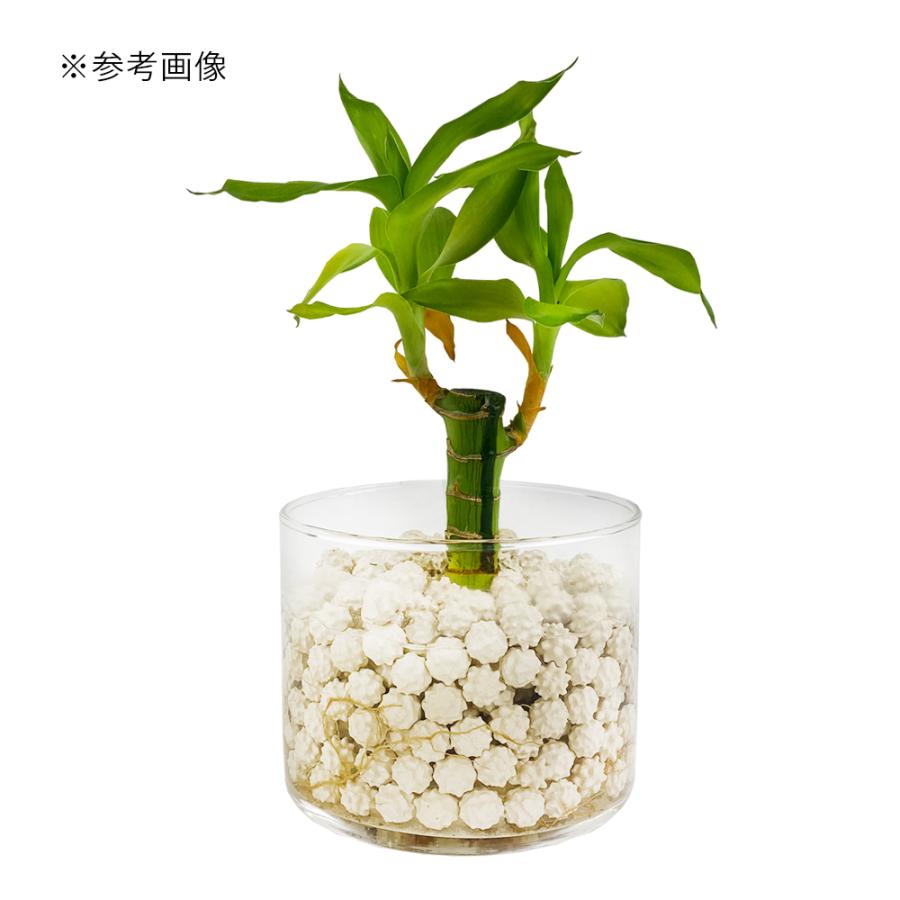 ジュン(ペット用品) JUN J．GREEN ゼオセラボール 白 80ml : チャーム charm ヤフー店 - 通販 - Yahoo!ショッピング