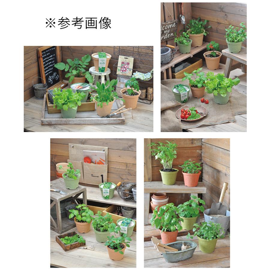 聖新陶芸 ECOT にんじん栽培セット M 栽培セット 家庭菜園 ギフト : チャーム charm ヤフー店 - 通販 - Yahoo!ショッピング