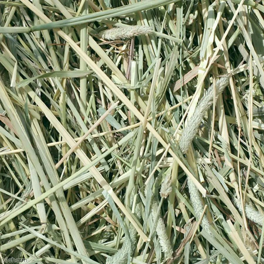 チャーム（ペット） 【トッピング牧草付】GEX 毎日食べるおいしいチモシー 650g うさぎ 小動物 牧草 お一人様3点限り : チャーム charm ヤフー店 - 通販 - Yahoo!ショッピング