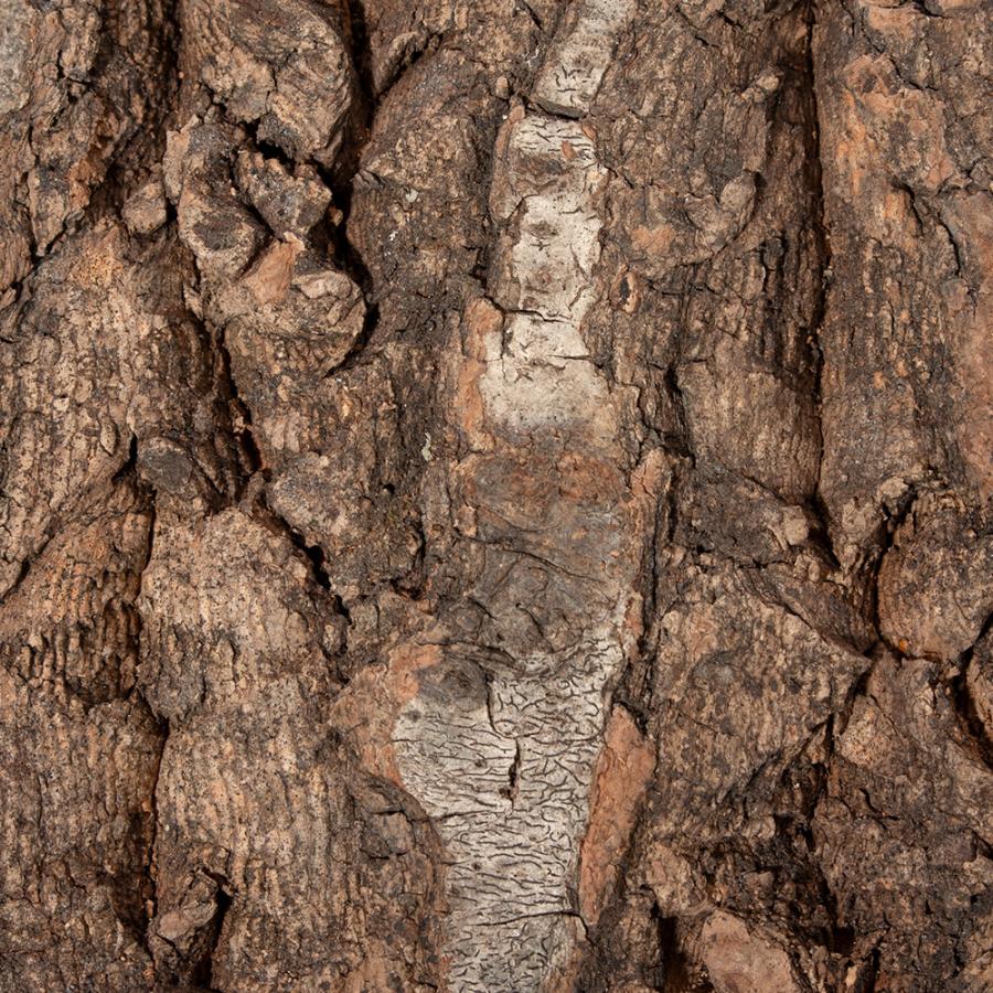 テラリウム用 コルクバックパネル W20×H15cm水槽用 : 304780 : チャーム charm ヤフー店 - 通販 - Yahoo!ショッピング