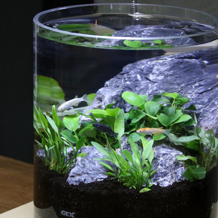 （めだか）（水草）GEX グラスアクア シリンダー N 水草セット グラスベース ホワイトアッシュ200 ラメメダカミックス付き 本州四国限定 : チャーム charm ヤフー店 - 通販 ...