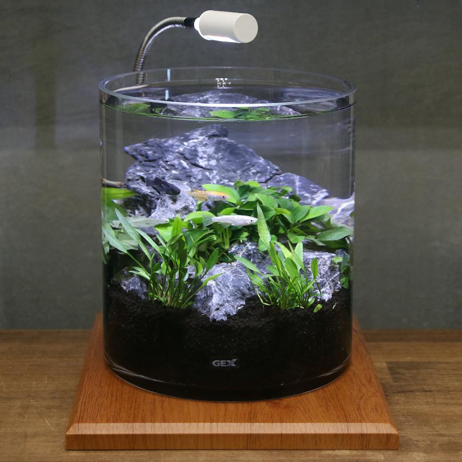 （めだか）（水草）GEX グラスアクア シリンダー N 水草レイアウトセット グラスベース メープル200 ラメメダカミックス付き 本州四国限定 : チャーム charm ヤフー店 - 通販 ...