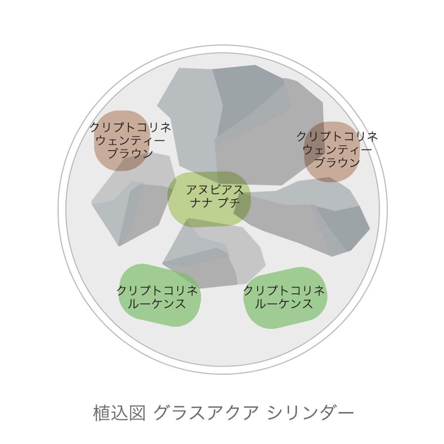 （めだか）（水草）GEX グラスアクア シリンダー N 水草レイアウトセット グラスベース メープル200 ラメメダカミックス付き 本州四国限定 : チャーム charm ヤフー店 - 通販 ...