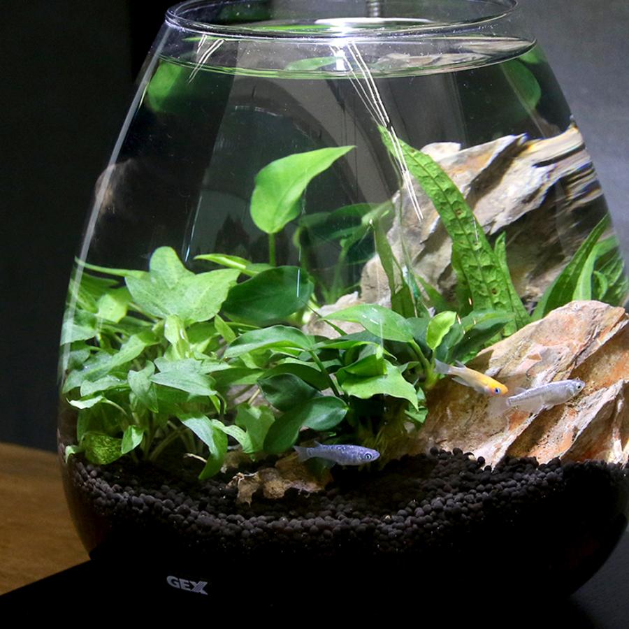 （めだか）（水草）GEX グラスアクア ティアー N 水草セット グラスベース エボニー200 ラメメダカミックス付き 本州四国限定 : 305036 : チャーム charm ヤフー店 ...