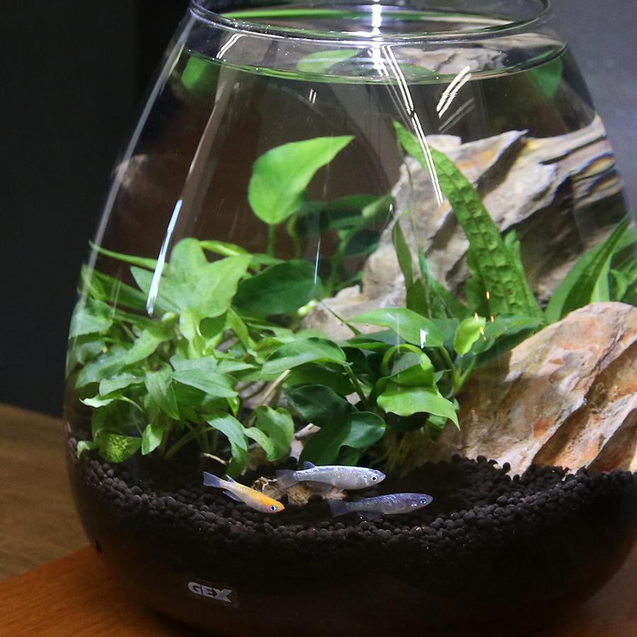 （めだか）（水草）GEX グラスアクア ティアー N 水草レイアウトセット グラスベース メープル200 ラメメダカミックス付き 本州四国限定 : チャーム charm ヤフー店 - 通販 ...