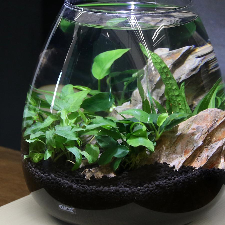 （水草）GEX グラスアクア ティアー N 水草レイアウトセット グラスベース ホワイトアッシュ200 本州四国限定 : チャーム charm ヤフー店 - 通販 - Yahoo!ショッピング