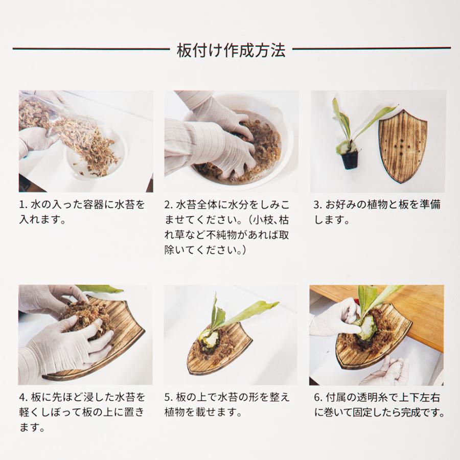 JUN J．GREEN 板付け作成キット （2点セット） ビカクシダ 着生ラン : チャーム charm ヤフー店 - 通販 - Yahoo!ショッピング