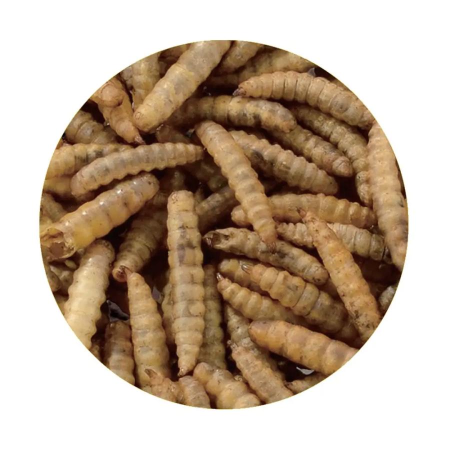 賞味期限：2025年03月31日 GEX ワイルドワーム 70g×2 : チャーム charm ヤフー店 - 通販 - Yahoo!ショッピング