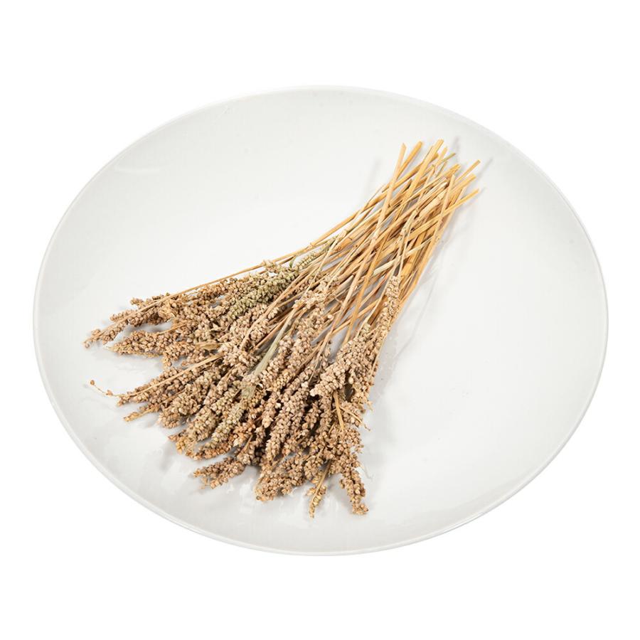 黒瀬ペットフード 長崎県産 ひえの穂 80g KTS−40 : チャーム charm ヤフー店 - 通販 - Yahoo!ショッピング