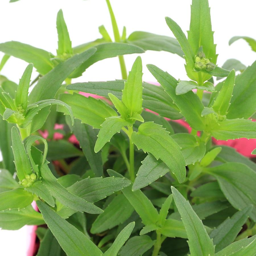 （観葉植物）ネメシア コットンピーチ 3号（1ポット） : チャーム charm ヤフー店 - 通販 - Yahoo!ショッピング