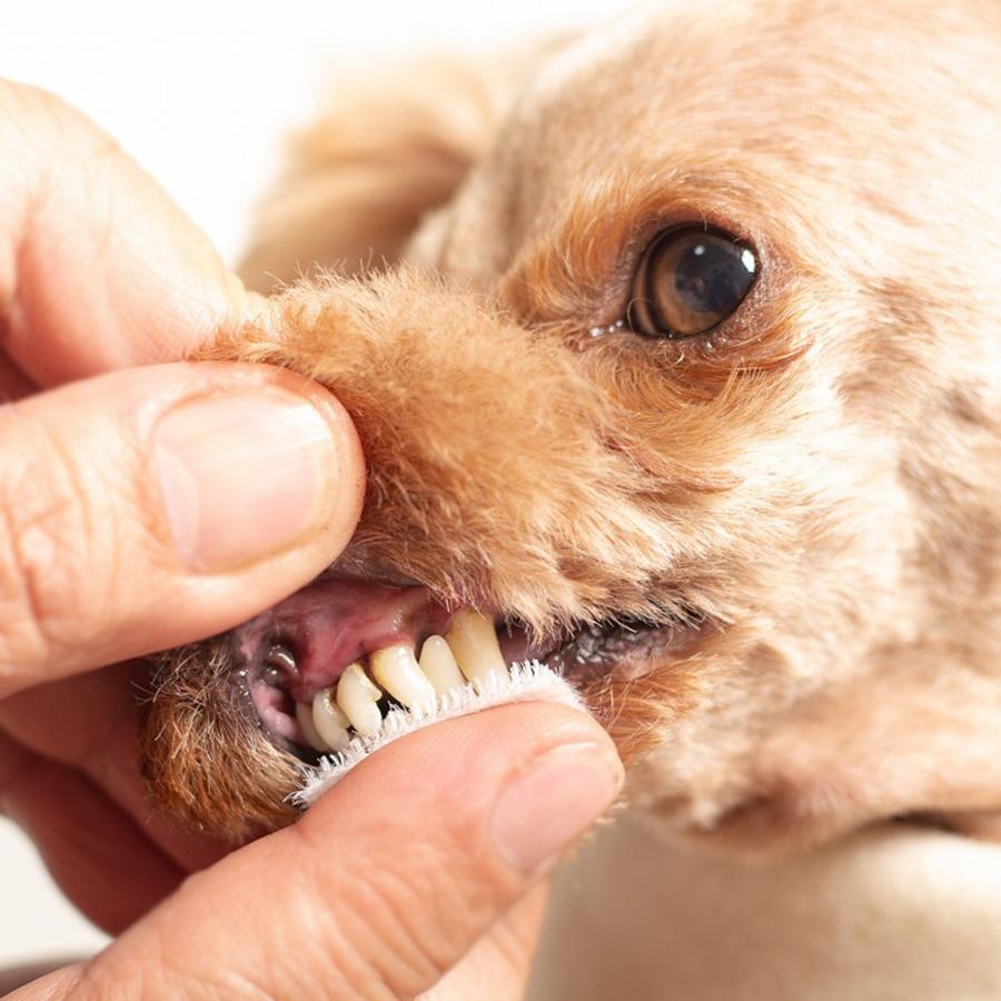 犬猫 指に貼る歯ブラシ KPS オクチブラシ ぴたポイ 30枚 : チャーム charm ヤフー店 - 通販 - Yahoo!ショッピング