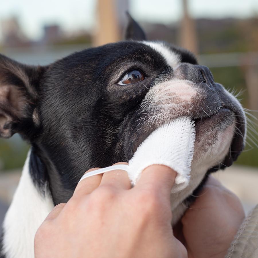 KPS オクチブラシ 2枚入り : チャーム charm ヤフー店 - 通販 - Yahoo!ショッピング