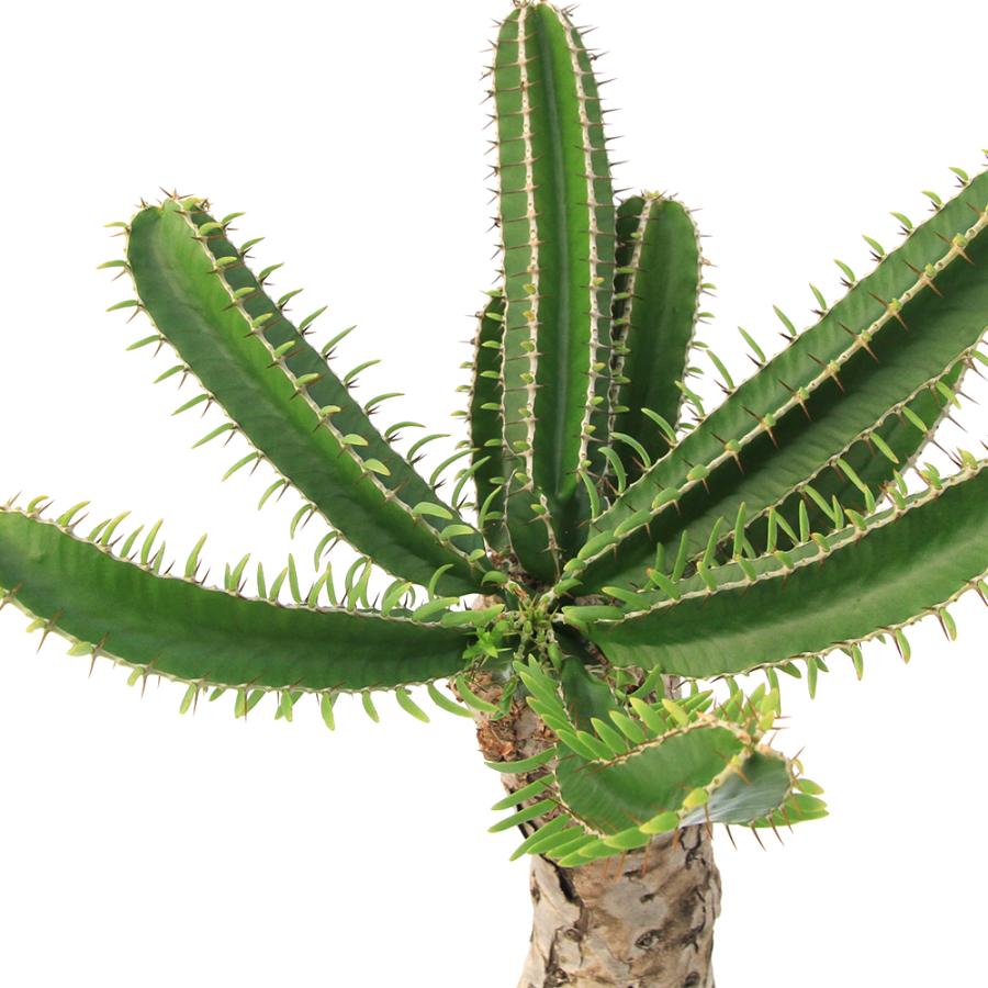 チャーム(ペット) (観葉植物)一点物 ユーフォルビア チャーム(ペット) (観葉植物)一点物 ユーフォルビア