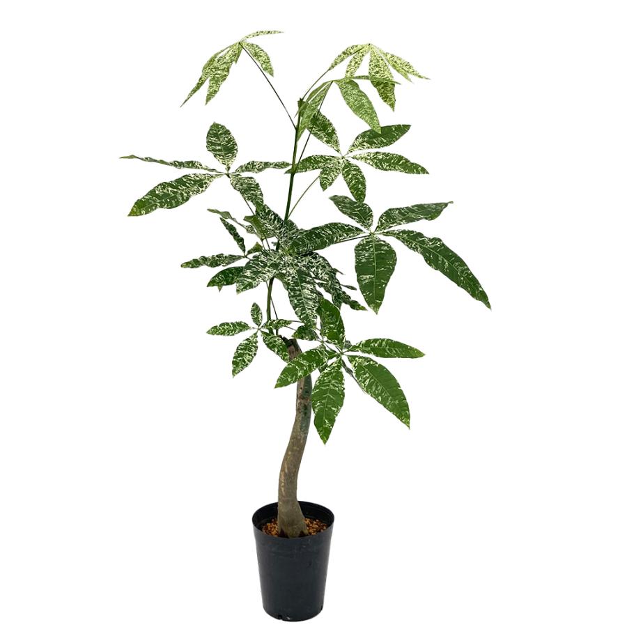 （観葉植物）一点物 パキラ ミルキーウェイ 接ぎ木 6号（1鉢）（348018） : 348018 : チャーム charm ヤフー店 ...
