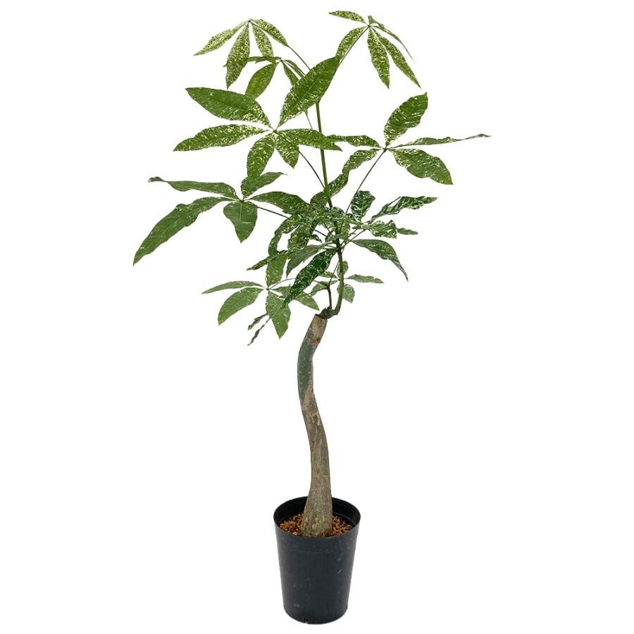 （観葉植物）一点物 パキラ ミルキーウェイ 接ぎ木 6号（1鉢）（348018） : 348018 : チャーム charm ヤフー店 ...