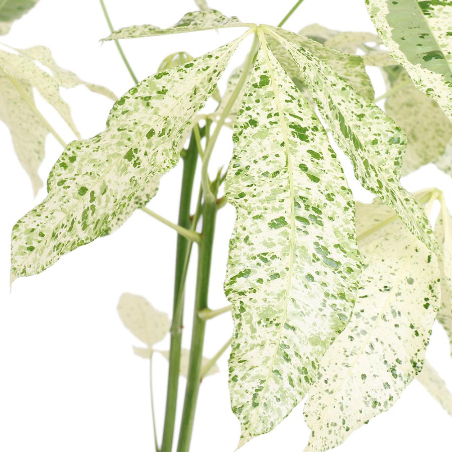 （観葉植物）一点物 パキラ ミルキーウェイ 接ぎ木 6号（1鉢）（348018） : 348018 : チャーム charm ヤフー店 ...