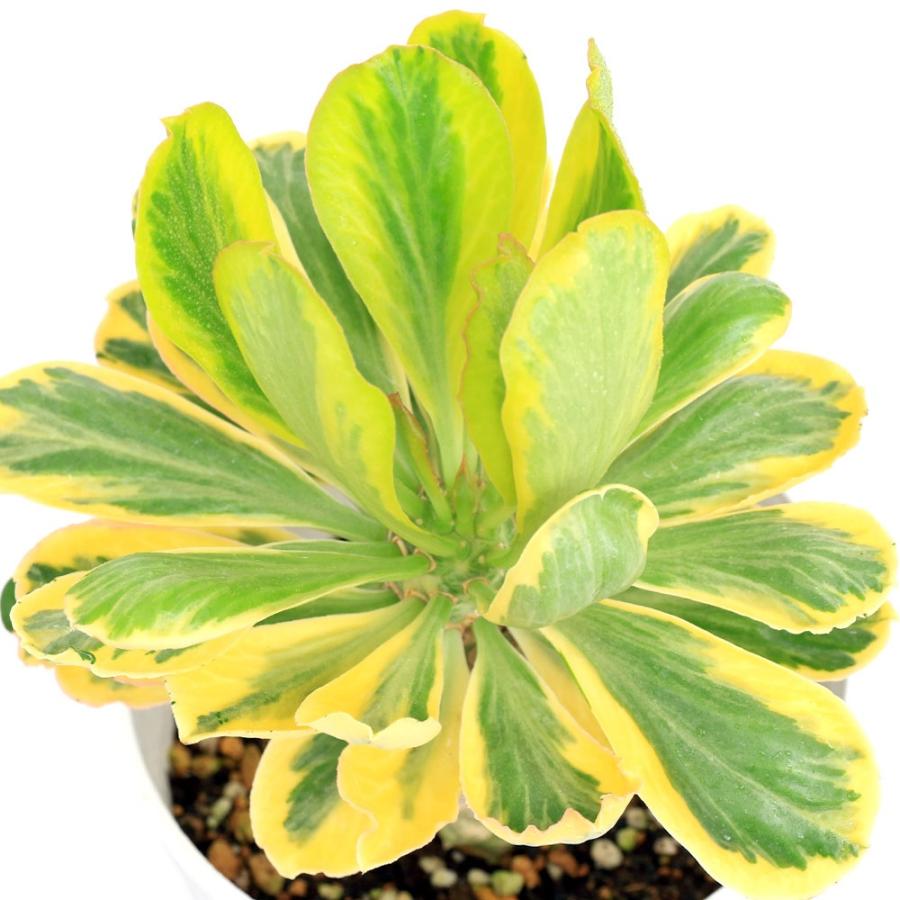 チャーム（ペット） （観葉植物）一点物 ユーフォルビア ポイゾニー錦 5号（1鉢）（349212） : チャーム charm ヤフー店 ...