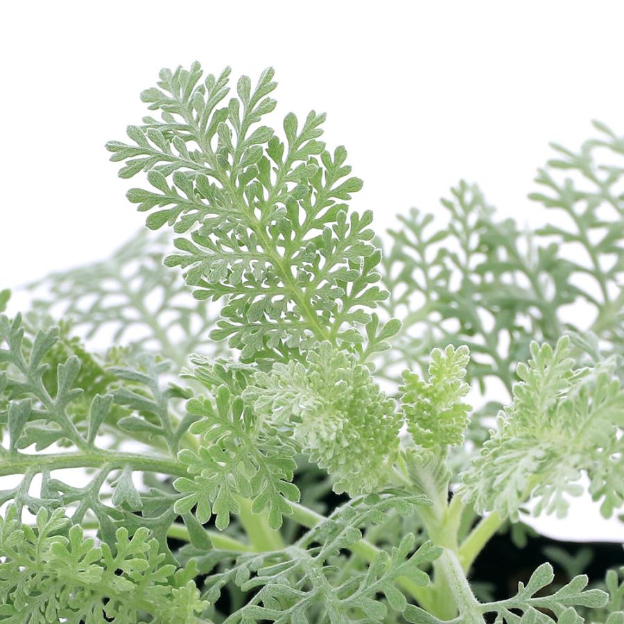 （観葉植物）タナケツム シルバーレース 3号（3ポット） : 350205 : チャーム charm ヤフー店 - 通販 - Yahoo!ショッピング