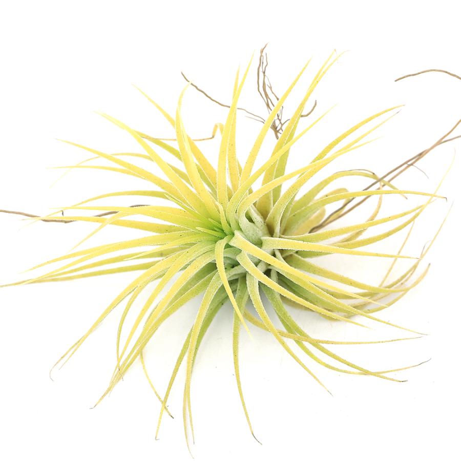 （観葉植物）エアープランツ チランジア イオナンタ 白花（1株） : 350232 : チャーム charm ヤフー店 - 通販 ...