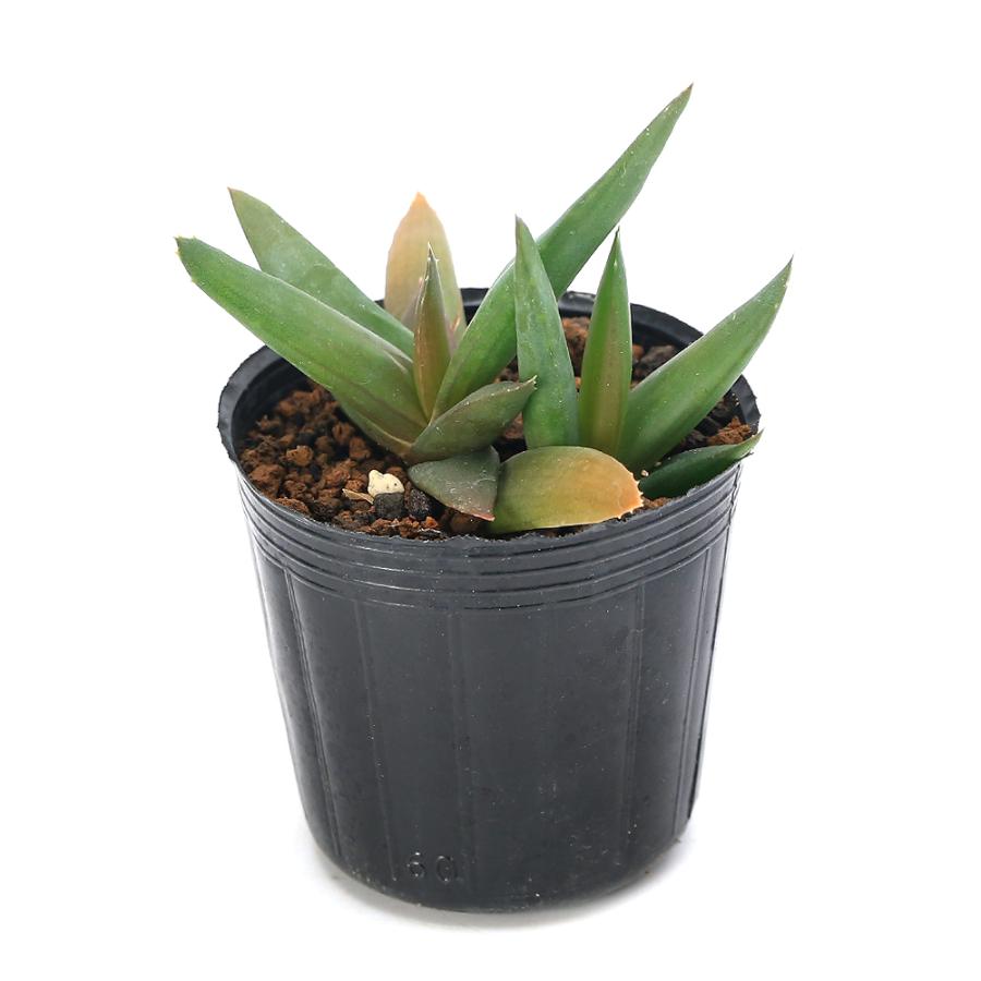 （観葉植物）ガステリア ブラックボーイ 2号（1ポット） :350415:チャーム charm ヤフー店 - 通販 - Yahoo!ショッピング