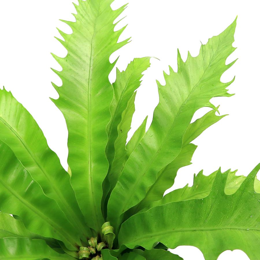 チャーム（ペット） （観葉植物）アスプレニウム ヴィーナス 6号（1鉢） : チャーム charm ヤフー店 - 通販 - Yahoo!ショッピング