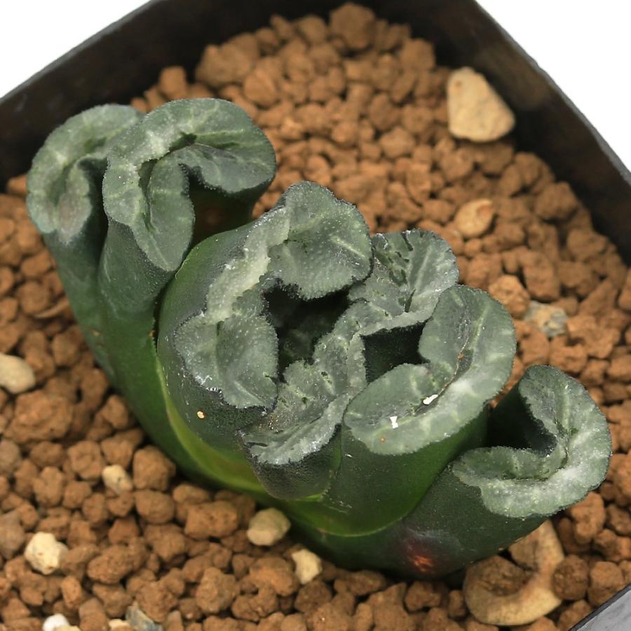 （観葉植物）品種系ハオルチア 玉扇 船橋紫模様 3号（1鉢） : 351329 : チャーム charm ヤフー店 - 通販 - Yahoo ...