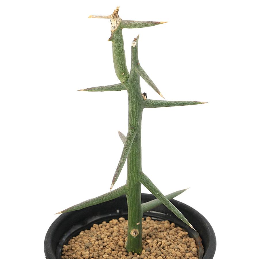 （多肉植物）アデニア グロボーサ 挿木苗 発根済み 2．5〜3号（1鉢） : チャーム charm ヤフー店 - 通販 - Yahoo!ショッピング