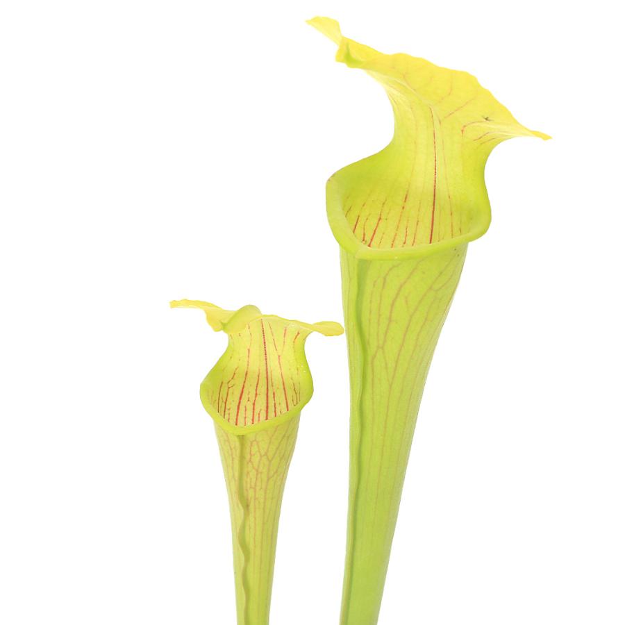 （食虫植物）サラセニア アラタ HFC 3〜4号（1鉢） : チャーム charm ヤフー店 - 通販 - Yahoo!ショッピング