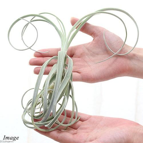 （観葉植物）エアープランツ チランジア ストレプトカルパ Lサイズ（1株） : 365007 : チャーム charm ヤフー店 - 通販 ...