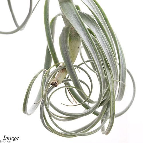 （観葉植物）エアープランツ チランジア ストレプトカルパ Lサイズ（1株） : 365007 : チャーム charm ヤフー店 - 通販 ...