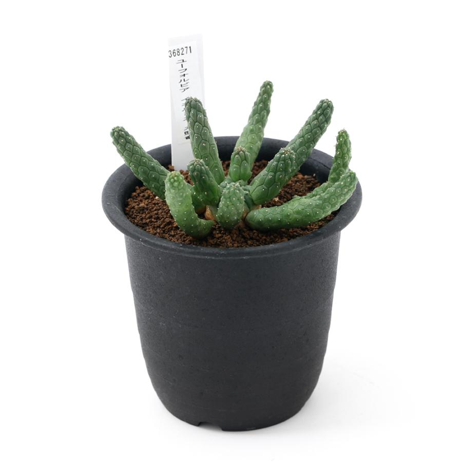 （多肉植物）ユーフォルビア イネルミス 九頭竜 3号（1鉢） : チャーム charm ヤフー店 - 通販 - Yahoo!ショッピング