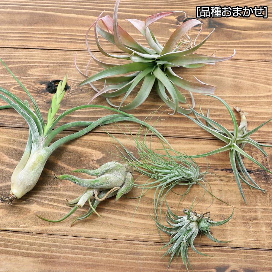 （観葉植物）訳あり品 エアープランツ 品種おまかせ（1株） 品種不明 傷あり ボリューム少ない : 368296 : チャーム charm ...