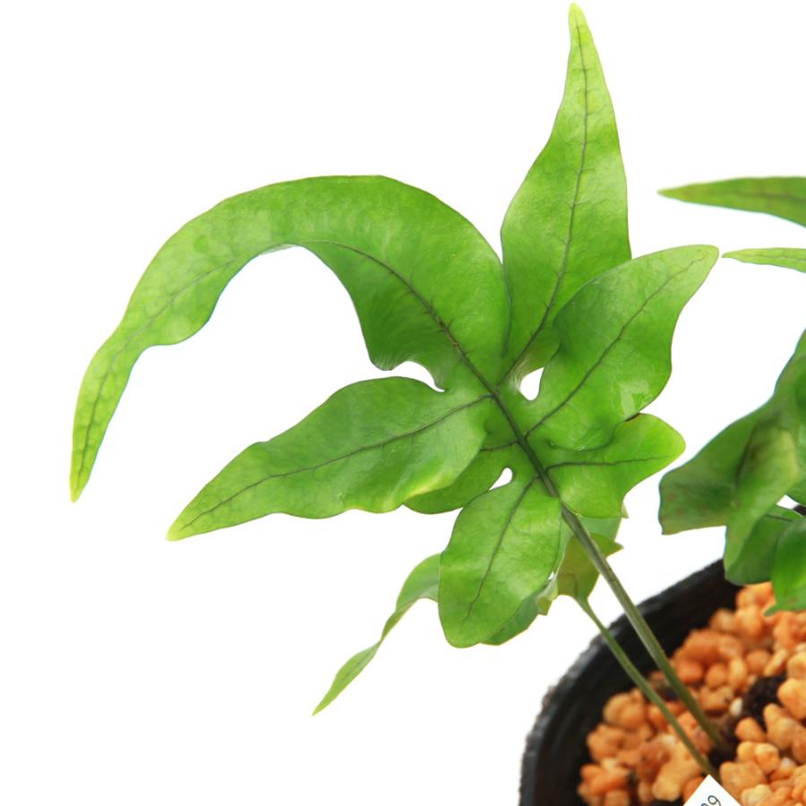 （観葉植物）シダ（羊歯） イワヒトデ 踊り子（オドリコ） 3号（1ポット） : チャーム charm ヤフー店 - 通販 - Yahoo!ショッピング