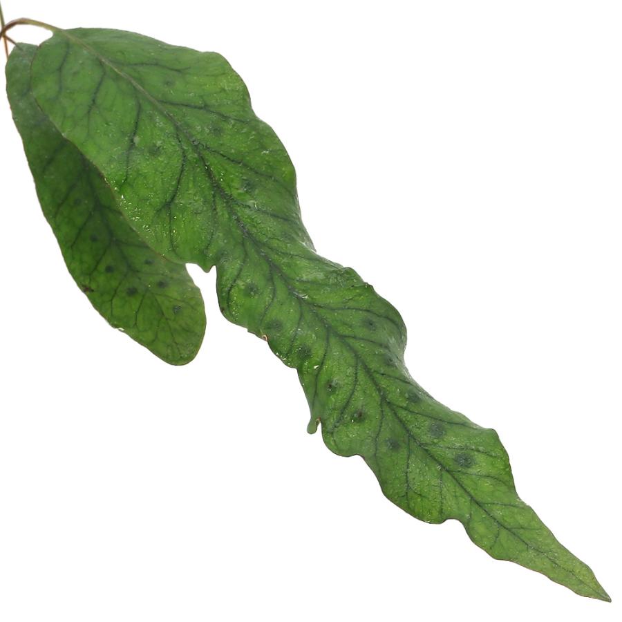 （山野草）シダ（羊歯）オオタカノハウラボシ（大鷹羽裏星） 3号（1ポット）常緑性多年草 : チャーム charm ヤフー店 - 通販 ...