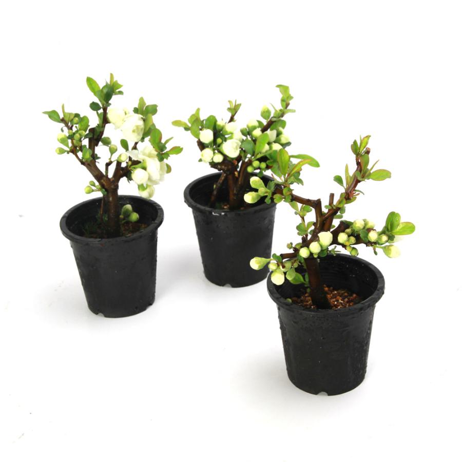 盆栽)ボケ(木瓜)ギンチョウジュ(銀長寿)3号(1鉢 盆栽)ボケ(木瓜)ギンチョウジュ(銀長寿)3号(1鉢