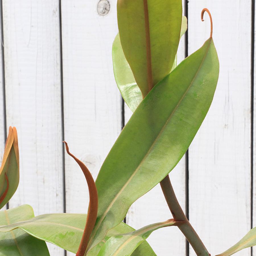 （食虫植物）ウツボカズラ ネペンテス アンプラリア 超大株（1鉢）（392941） : チャーム charm ヤフー店 - 通販 ...