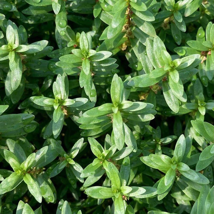 （水草）ディディプリス（無農薬）（水上葉）（10本） 北海道航空便要保温 : チャーム charm ヤフー店 - 通販 - Yahoo!ショッピング