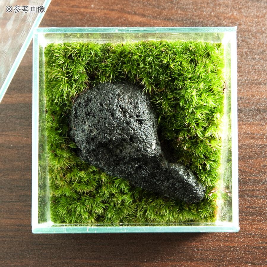 チャーム（ペット） （観葉植物）GEX グラステリア フィット 100CUBE 浅間溶岩石 レイアウト完成品（1個） : チャーム charm ヤフー店 - 通販 - Yahoo!ショッピング