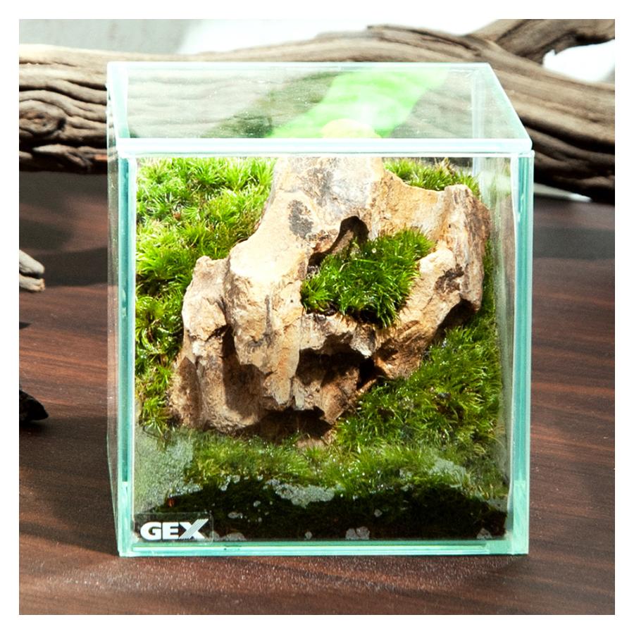 チャーム（ペット） （観葉植物）GEX グラステリア フィット 100CUBE 気孔石 レイアウト完成品（1個） : チャーム charm ヤフー店 - 通販 - Yahoo!ショッピング