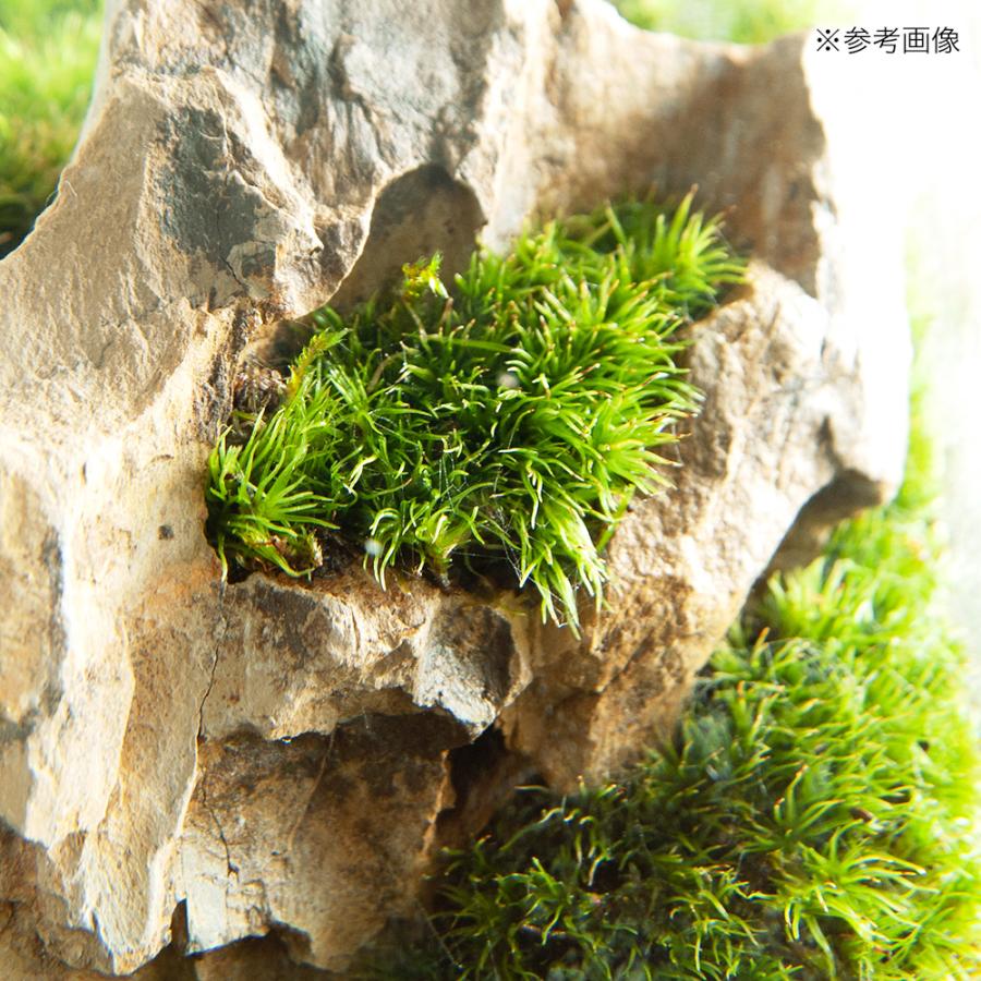 チャーム（ペット） （観葉植物）GEX グラステリア フィット 100CUBE 気孔石 レイアウト完成品（1個） : チャーム charm ヤフー店 - 通販 - Yahoo!ショッピング