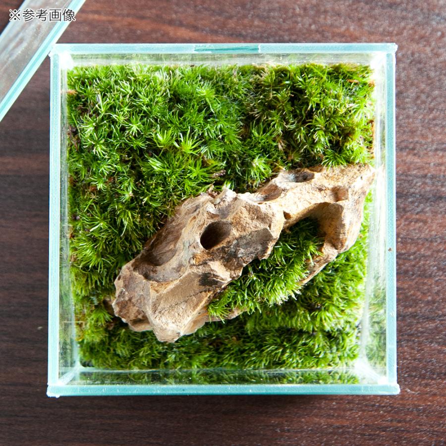 チャーム（ペット） （観葉植物）GEX グラステリア フィット 100CUBE 気孔石 レイアウト完成品（1個） : チャーム charm ヤフー店 - 通販 - Yahoo!ショッピング