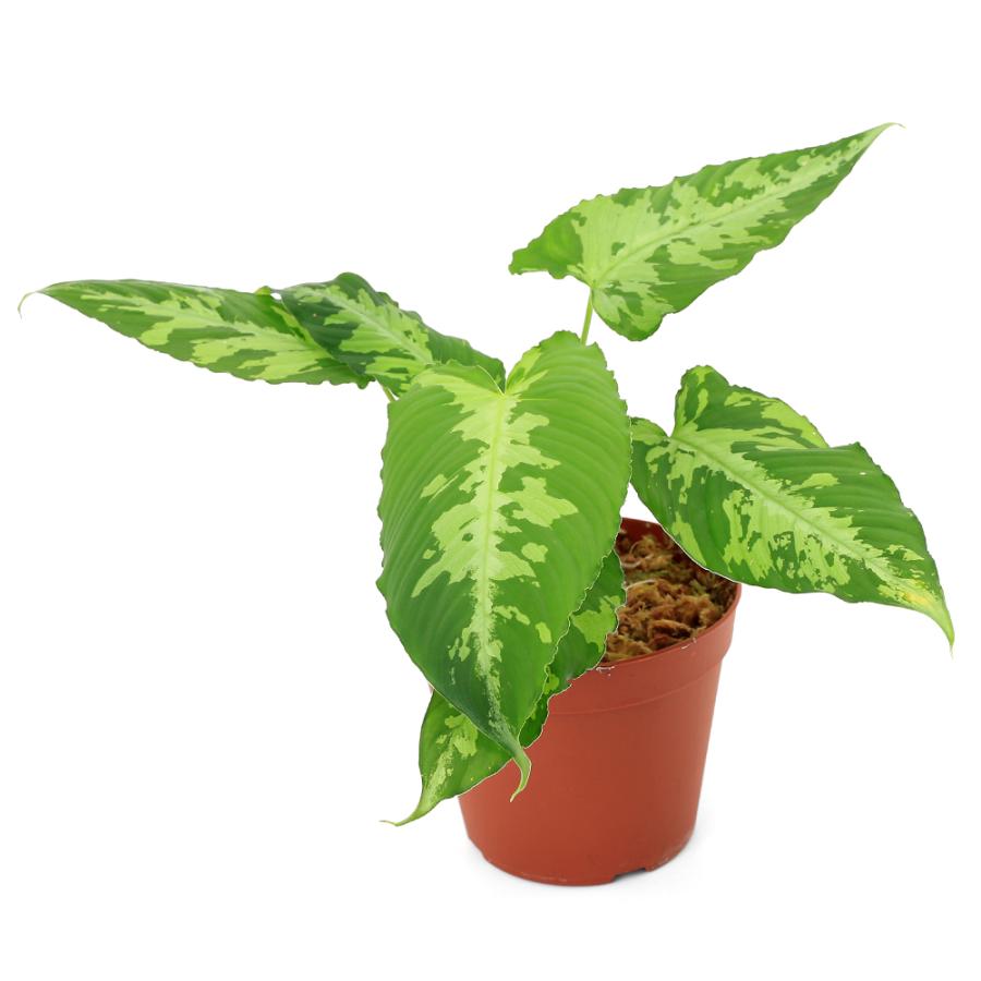 （テラリウム）一点物 スキスマトグロッティス ネオグイネンシス（485595）（1ポット分） 北海道・九州航空便要保温 : チャーム ...