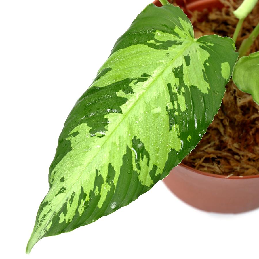 （テラリウム）一点物 スキスマトグロッティス ネオグイネンシス（485595）（1ポット分） 北海道・九州航空便要保温 : チャーム ...