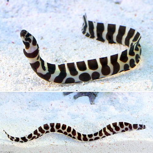 （海水魚）インディアンモレイ Sサイズ（1匹） 北海道航空便要保温 : チャーム charm ヤフー店 - 通販 - Yahoo!ショッピング