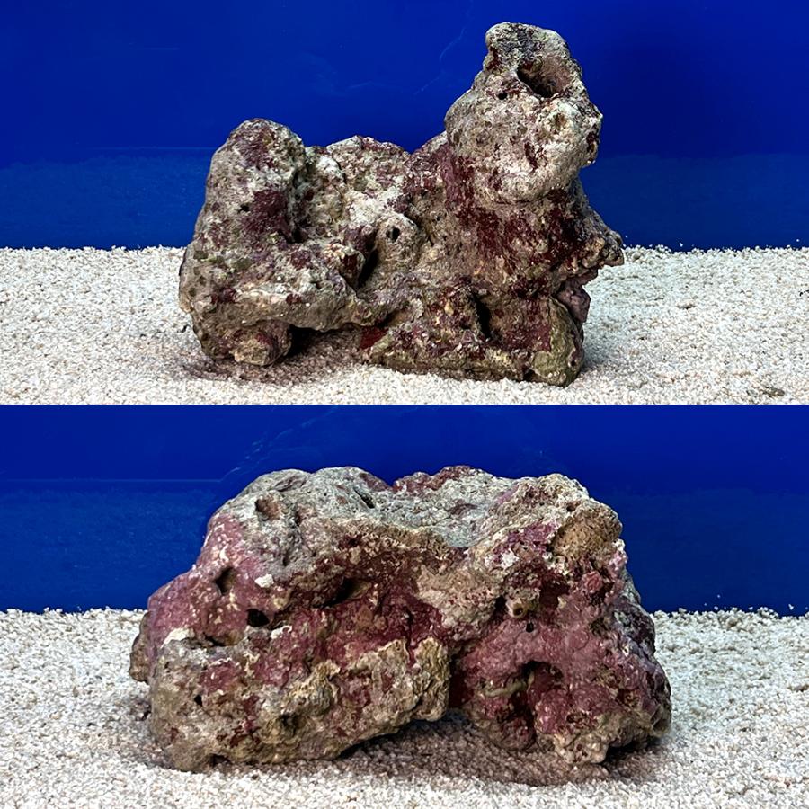 （海水魚）一点物 ライブロック（Lサイズ） LR−3625 1個 北海道航空便要保温 : チャーム charm ヤフー店 - 通販 - Yahoo!ショッピング