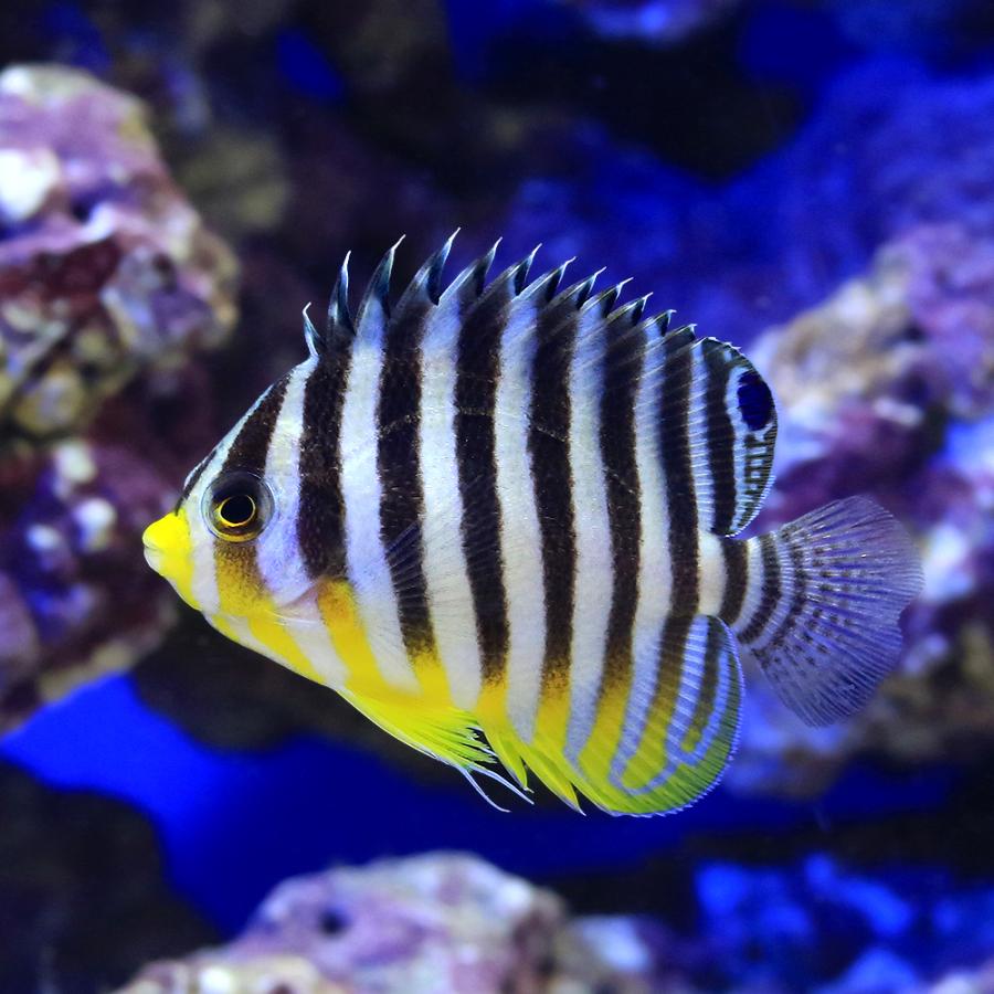 （海水魚）一点物 マリンドッケ産 シマヤッコ MF−5528（1匹） : 518338 : チャーム charm ヤフー店 - 通販 - Yahoo!ショッピング