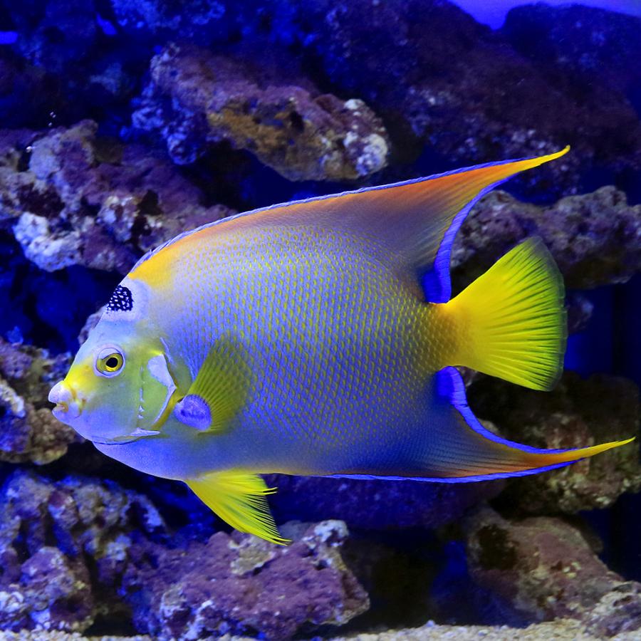 （海水魚）ヤッコ 一点物 クイーンエンゼル MF−5664（1匹） : チャーム charm ヤフー店 - 通販 - Yahoo!ショッピング