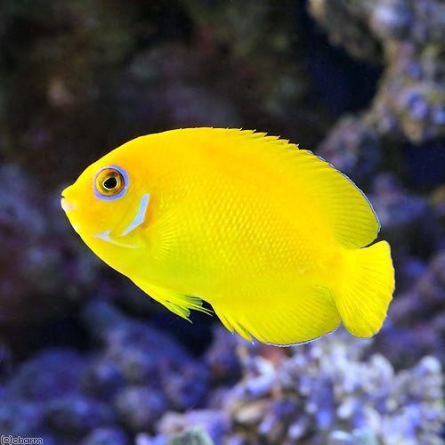 （海水魚）ヤッコ マーシャル産 レモンピールエンゼル（1匹） : 520283 : チャーム charm ヤフー店 - 通販 - Yahoo ...