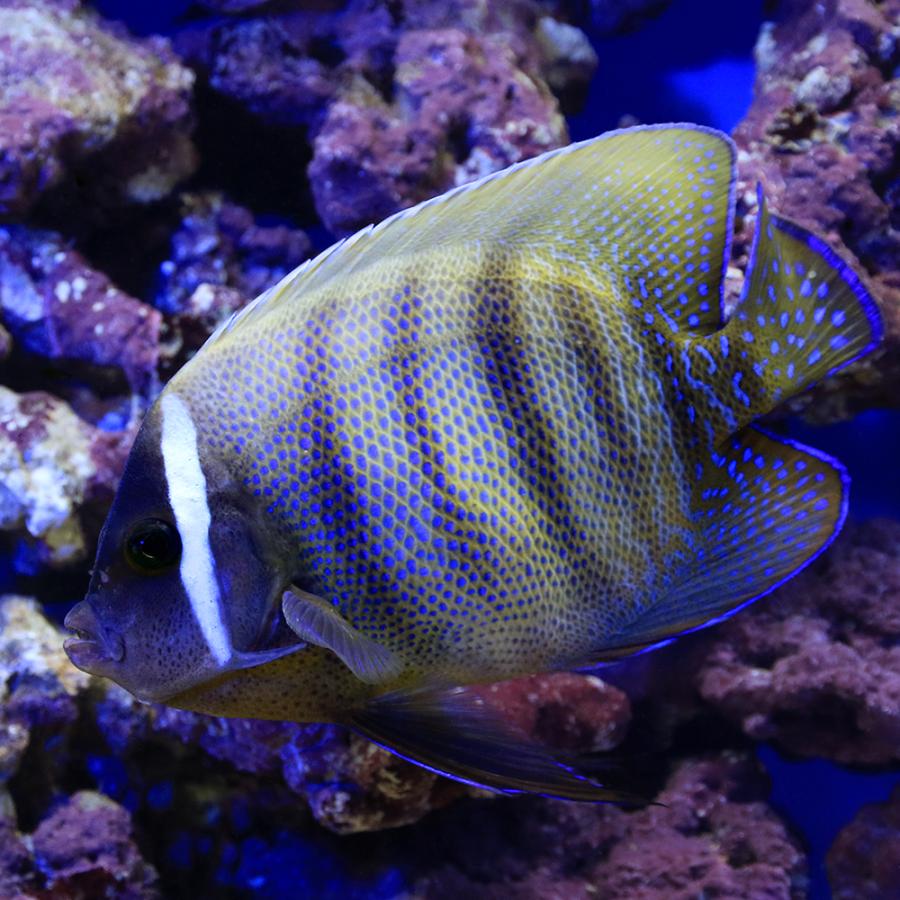 （海水魚）ヤッコ ロクセンヤッコ 成魚（1匹） :523044:チャーム charm ヤフー店 - 通販 - Yahoo!ショッピング