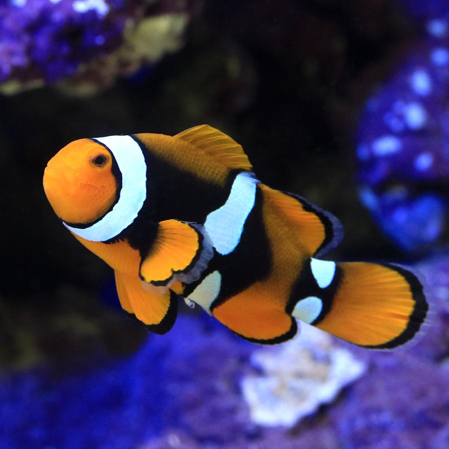 （海水魚）ペルクラクラウン イレギュラーバンド（ワイルド）（1匹） : 523046 : チャーム charm ヤフー店 - 通販 ...